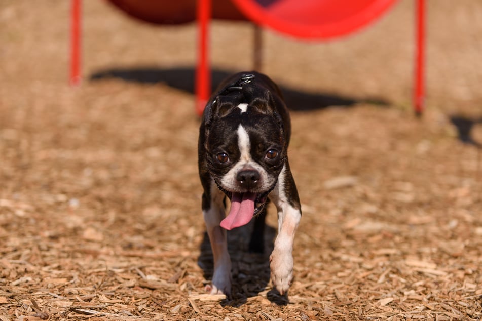 Fibar System 200 - Fibar