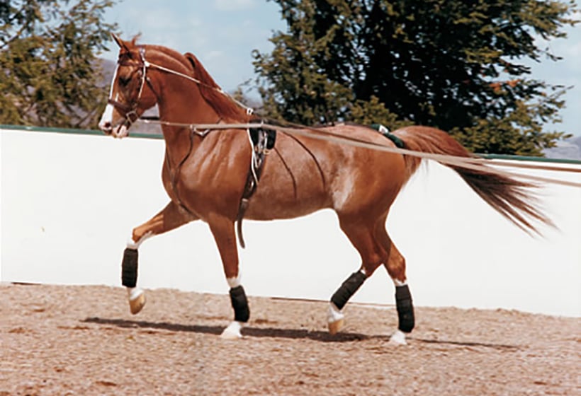 Outdoor Arenas | Fibar